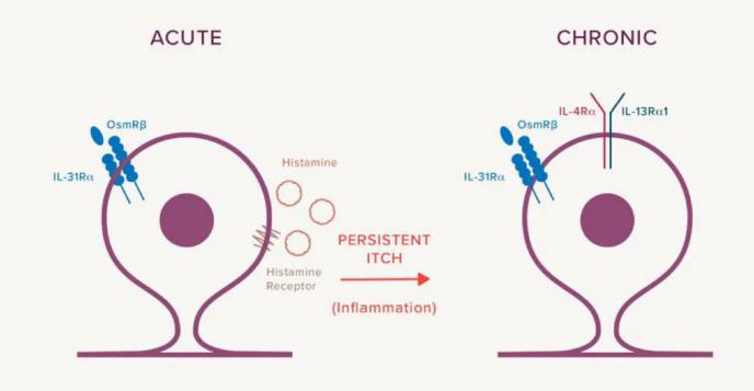 过敏性疾病的热门靶点——Th2通路！研究证实对多种过敏性疾病治疗效果显著！ - 伊顿健康